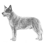 AKC Breed Standard | Cascade Australian Cattle Dog Club